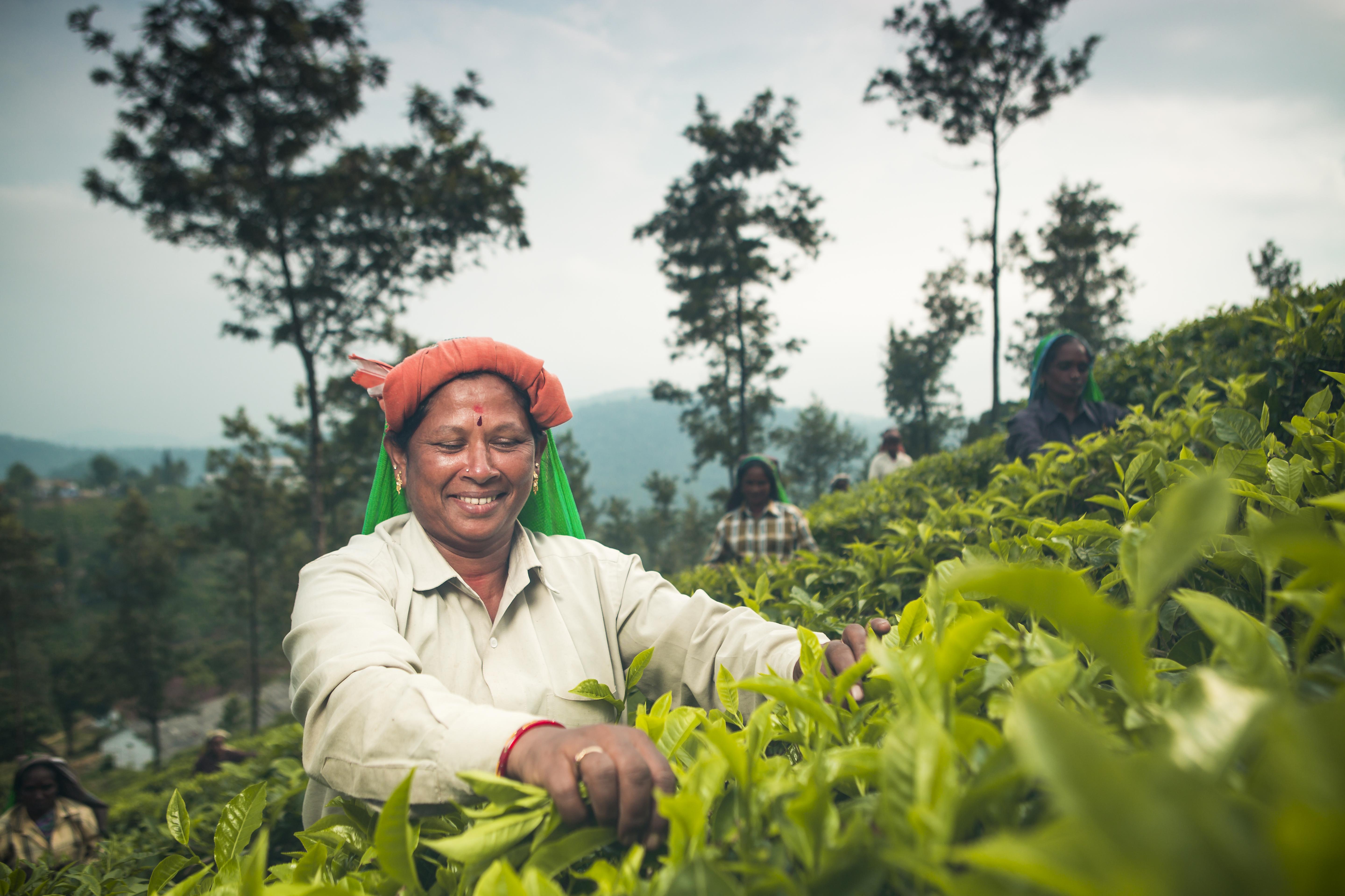 Parry Agro Industries (Murugappa Group), India - Social Marketplace ...