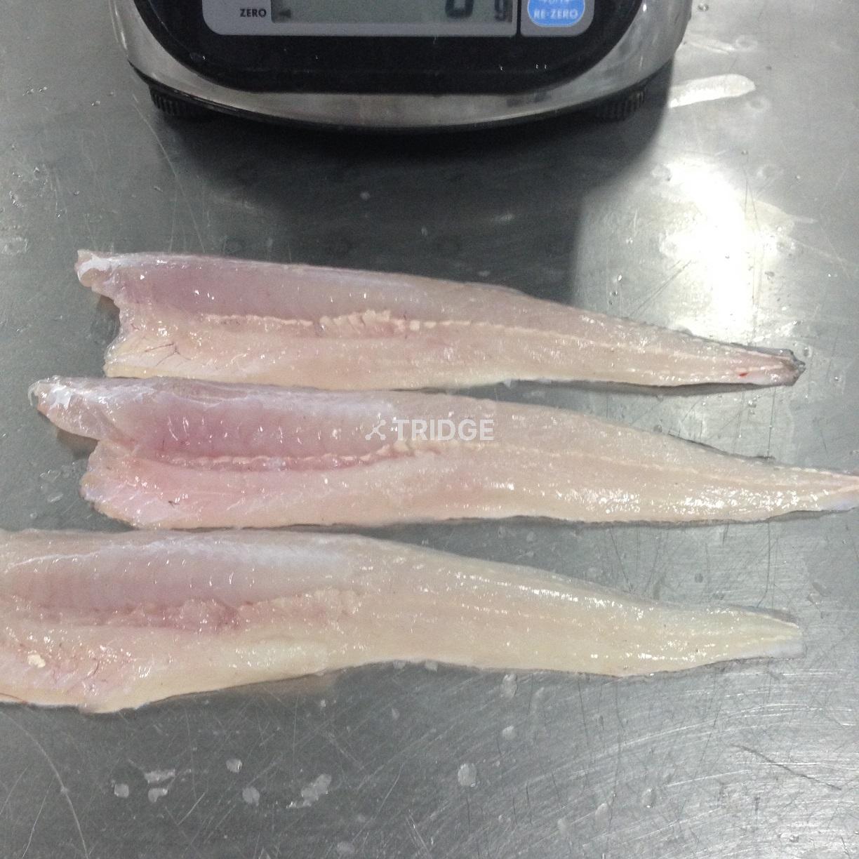 null, Argentina - Tridge