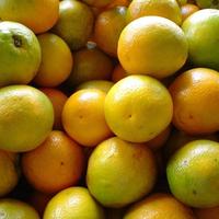 Brazil Fresh Orange market overview 2022 - Tridge