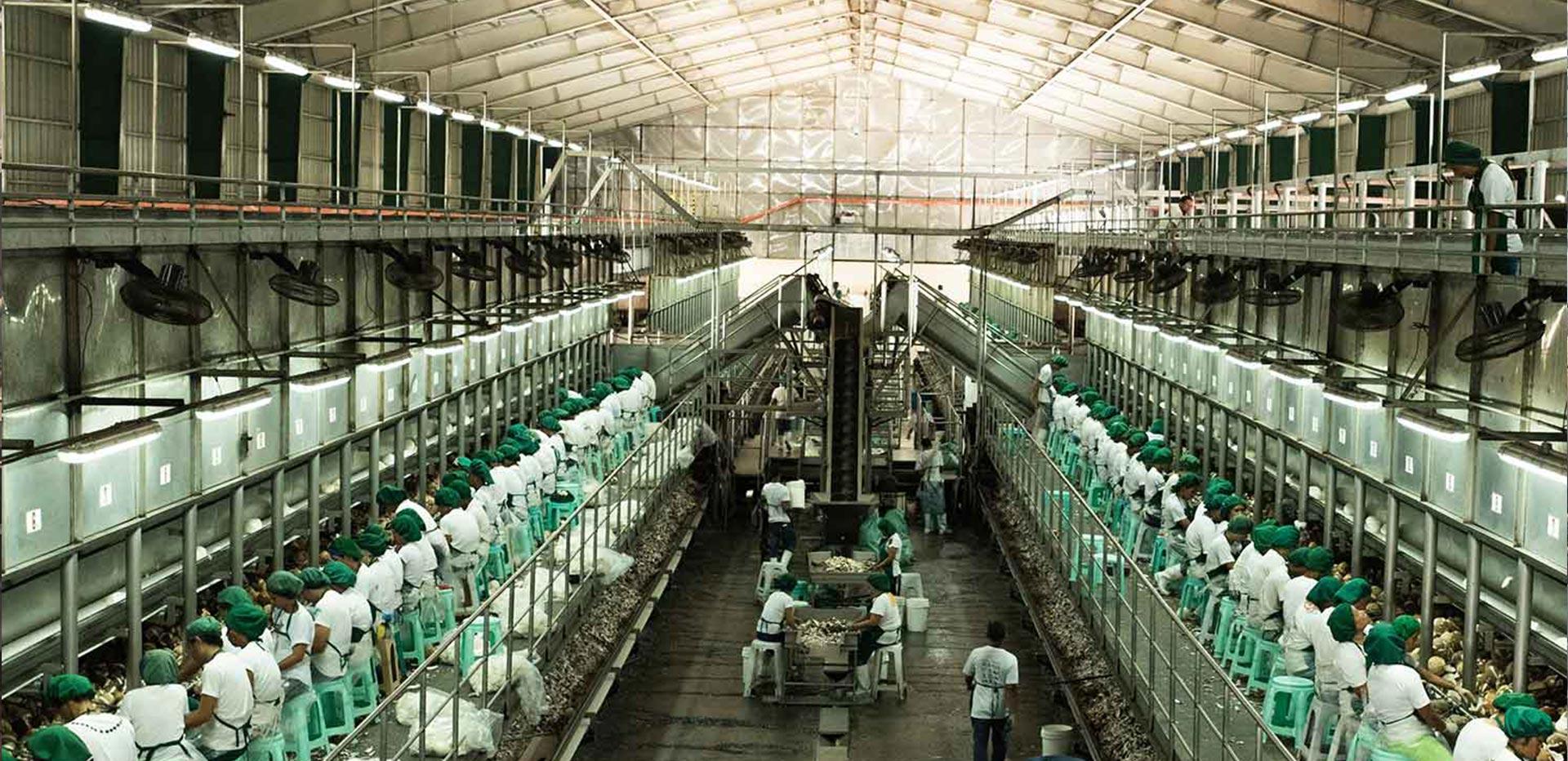 , 필리핀 - Tridge