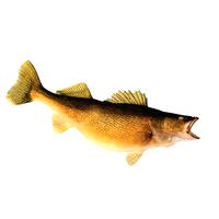 Frozen Walleye season and harvest data in Italy