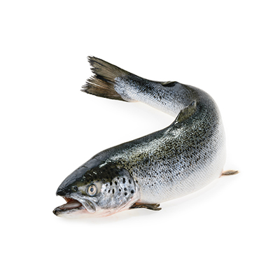 Best Price for Ghana Fish Products | Tridge