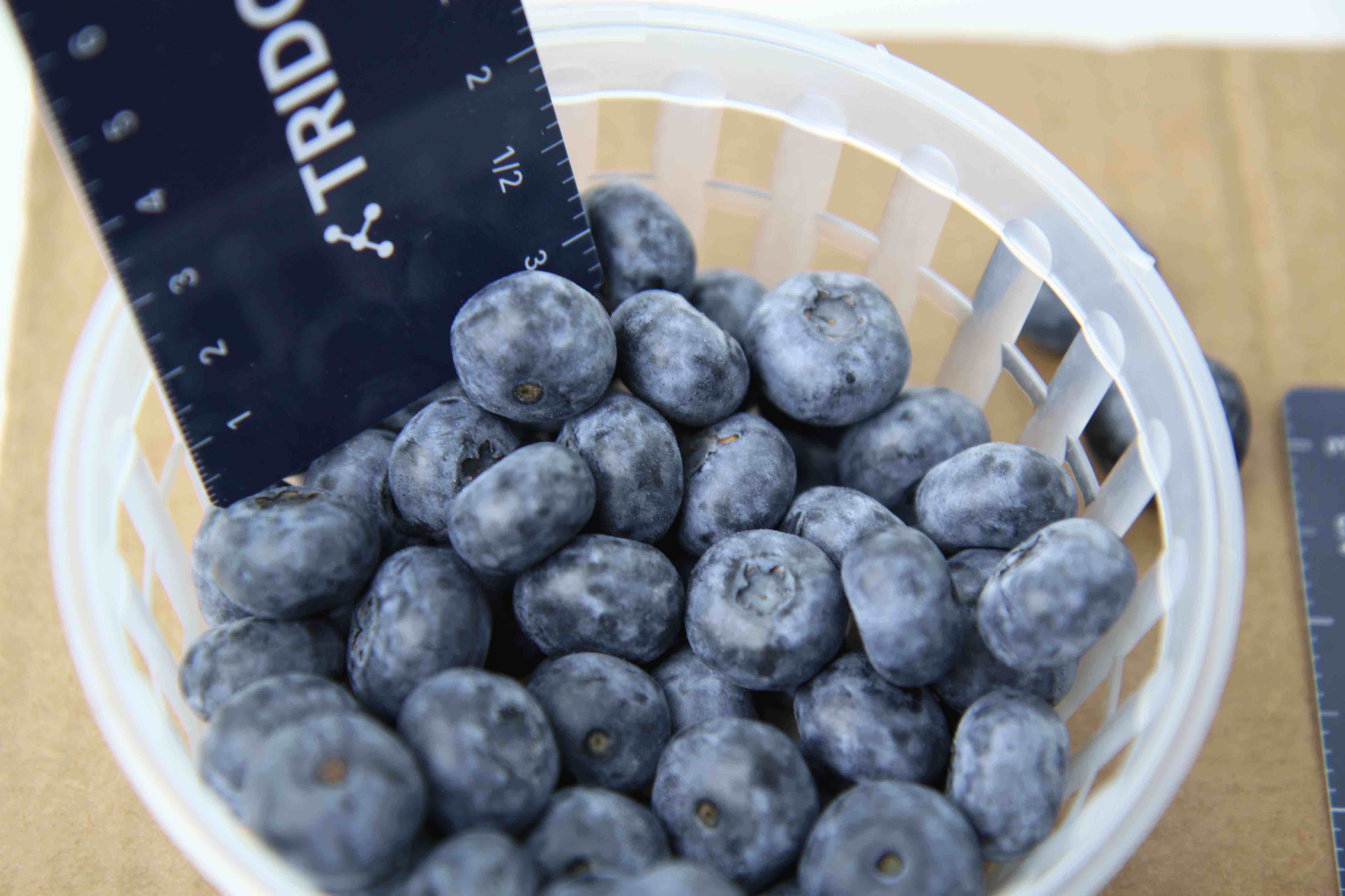 Blueberry Offers From Peru - Tridge