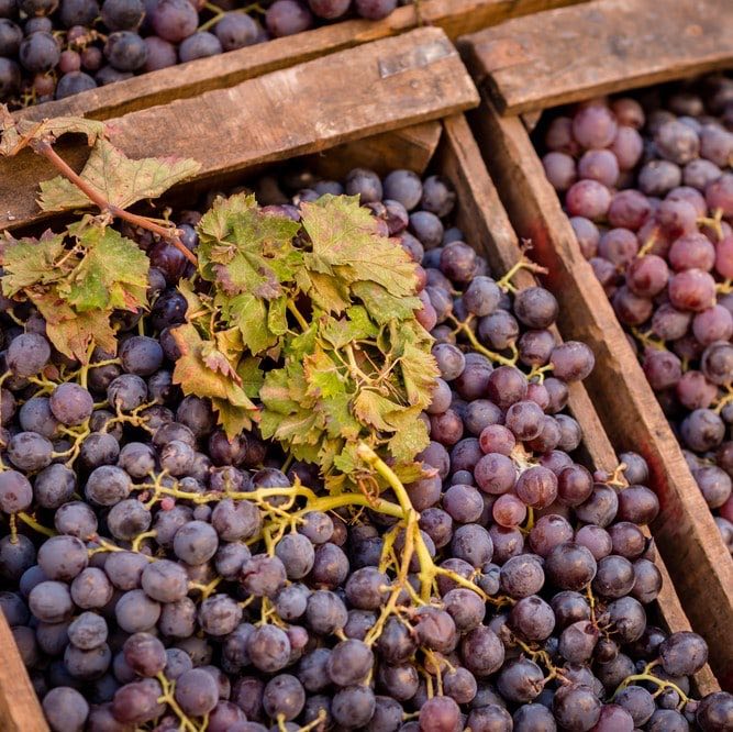 Fresh Table Grape Offers From Morocco