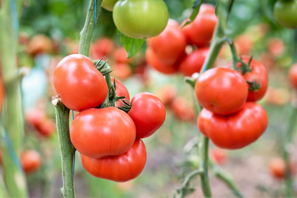 Fresh Tomato Offers From Morocco Gallery
