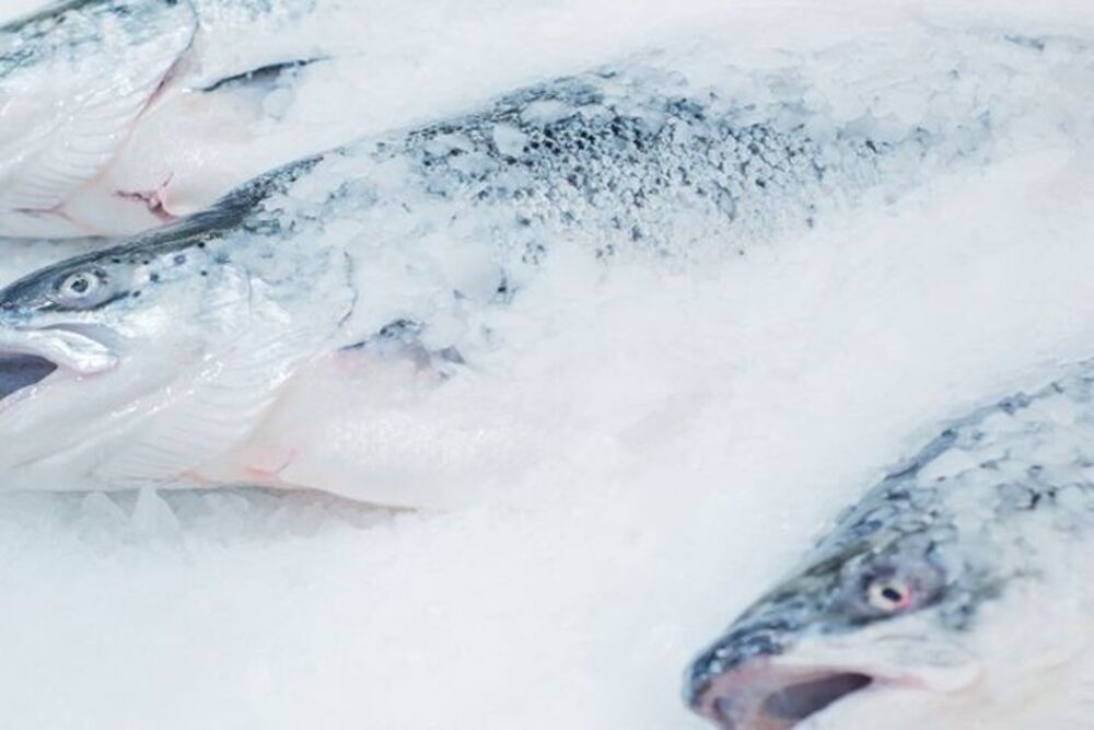 Whole Frozen Coho Salmon Offers From Chile Gallery - Tridge