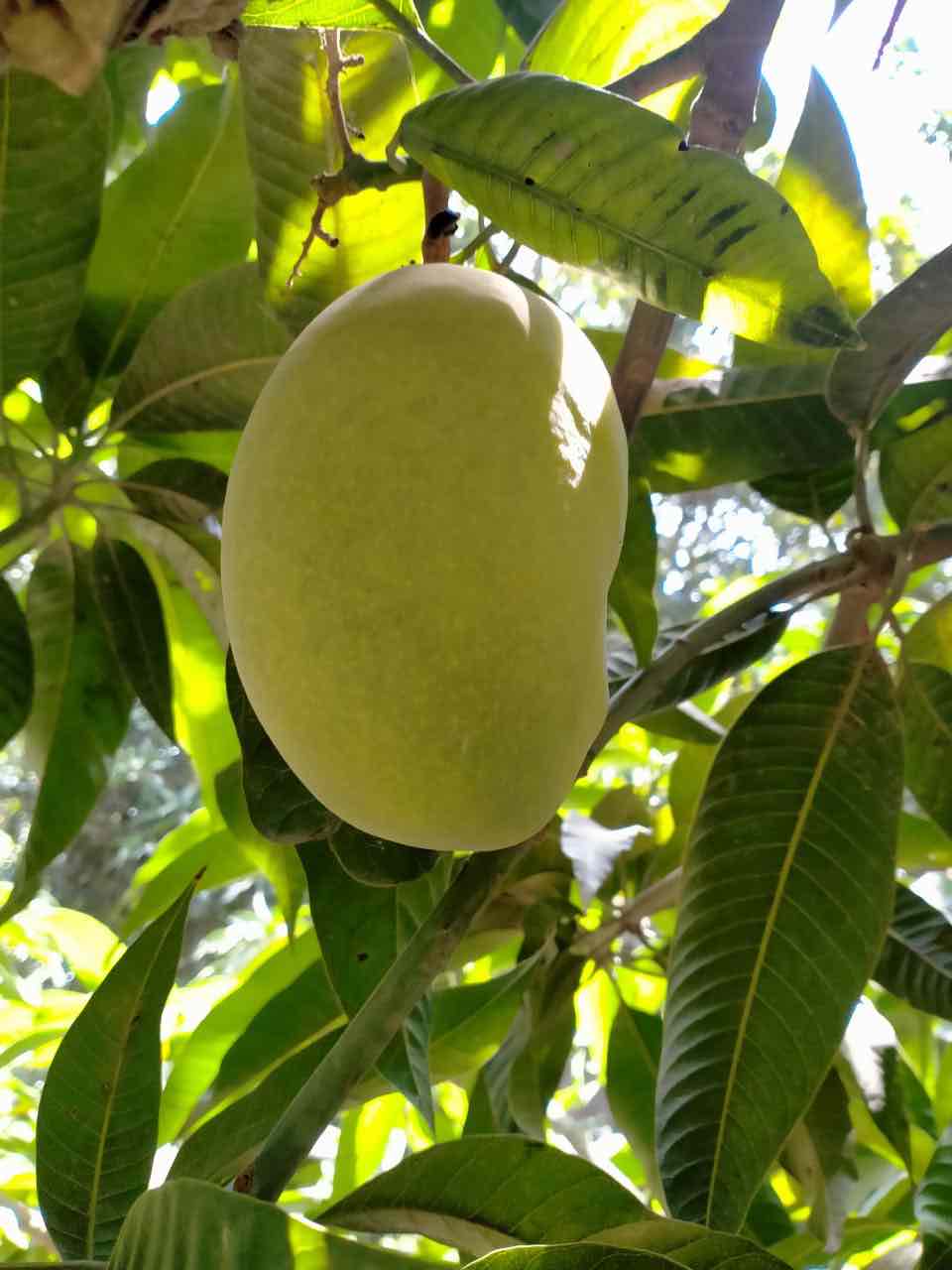 Mango Offers From Pakistan - Tridge