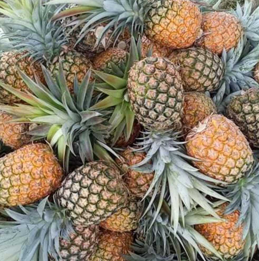 MD2 Pineapple Offers From Philippines - Tridge