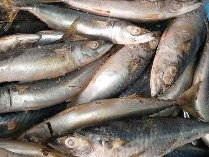 Frozen Common Mackerel Offers From Morocco