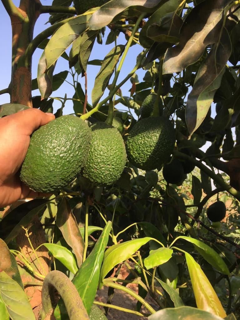 Avocado Offers From Mexico - Tridge