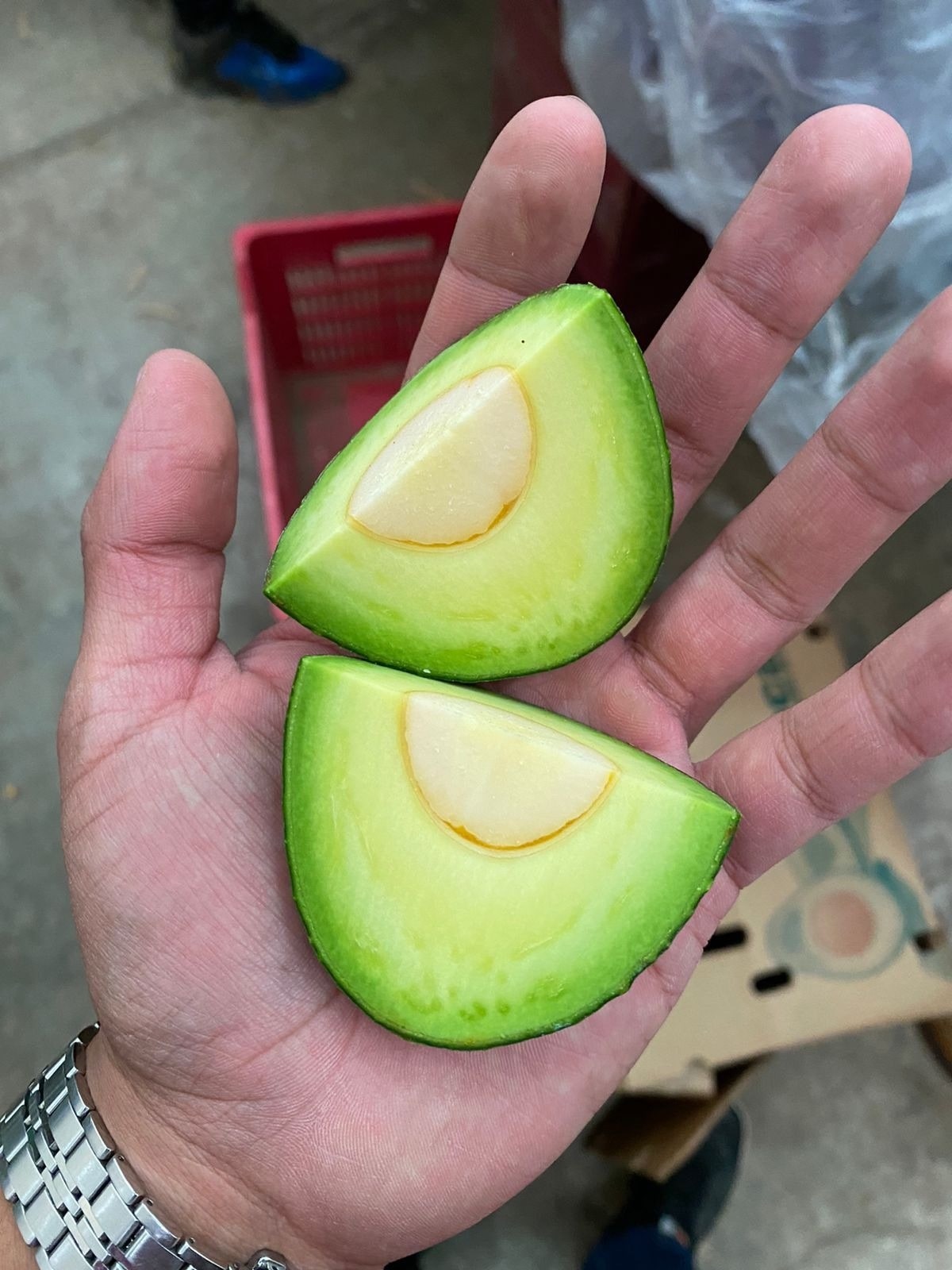 Avocado Offers From Mexico - Tridge