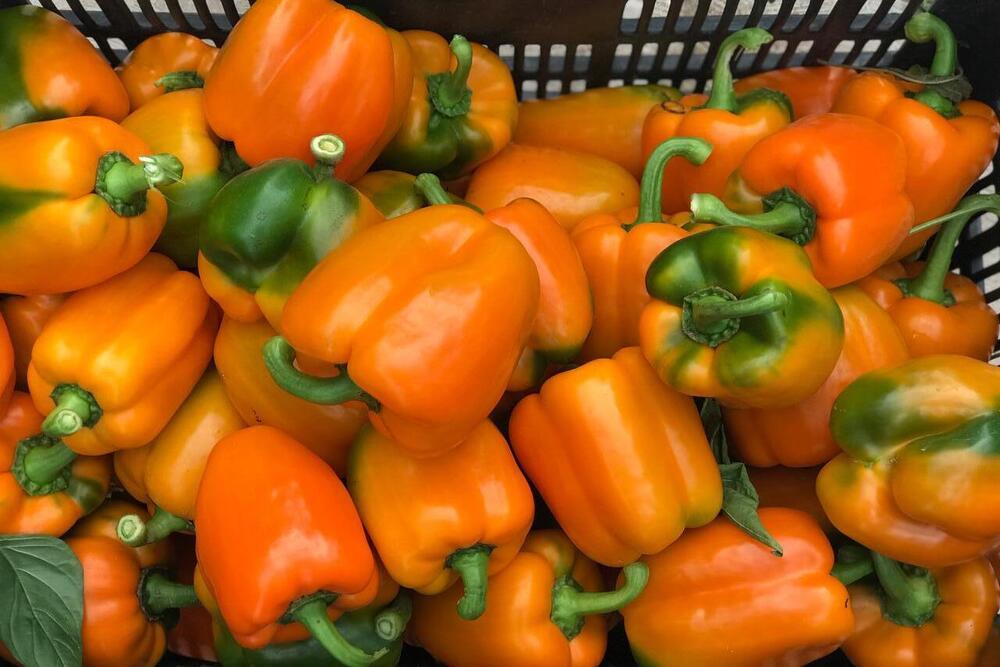 Fresh Bell Pepper Offers From Mexico
