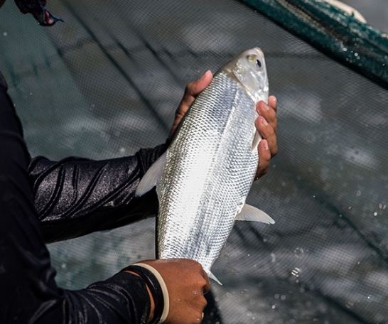 Frozen Whole Milkfish Offers From Taiwan