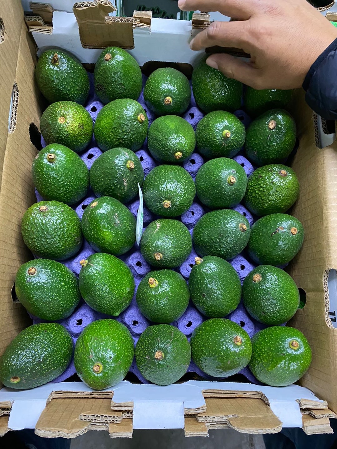Avocado Offers From Mexico - Tridge