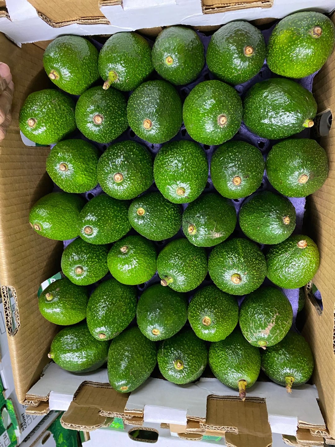 Avocado Offers From Mexico - Tridge