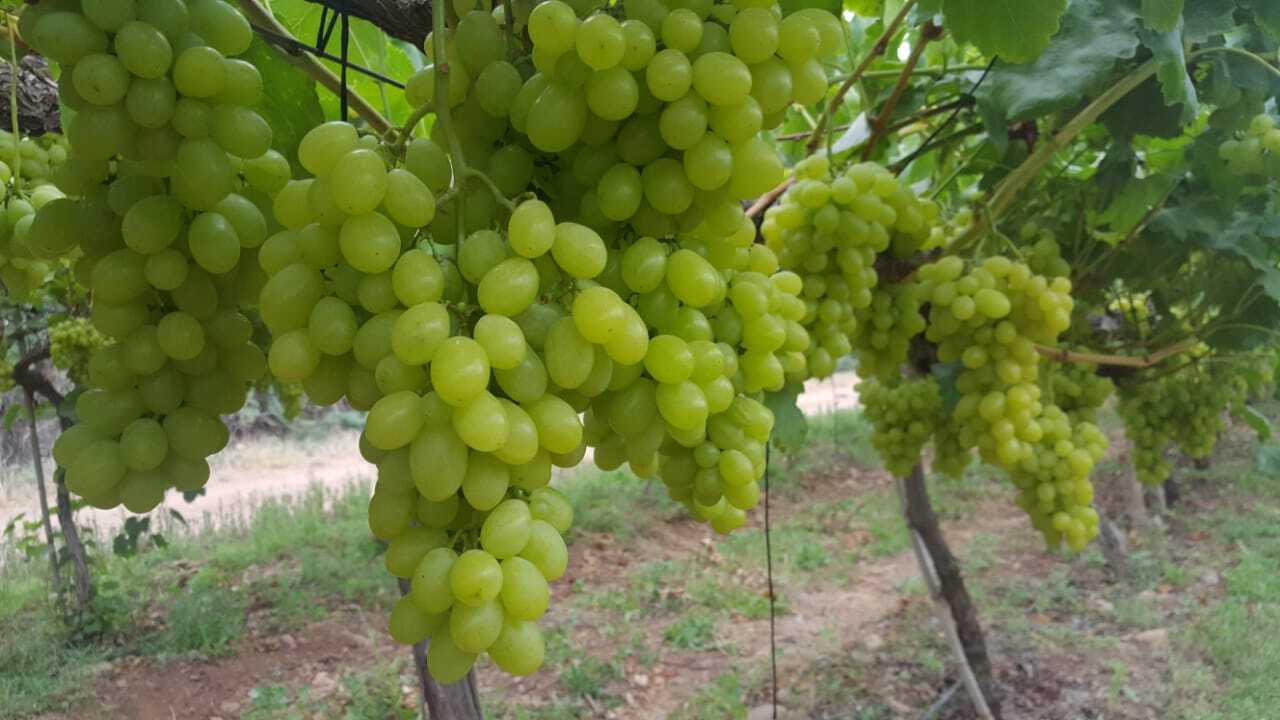 Fresh Table Grape Offers From Morocco