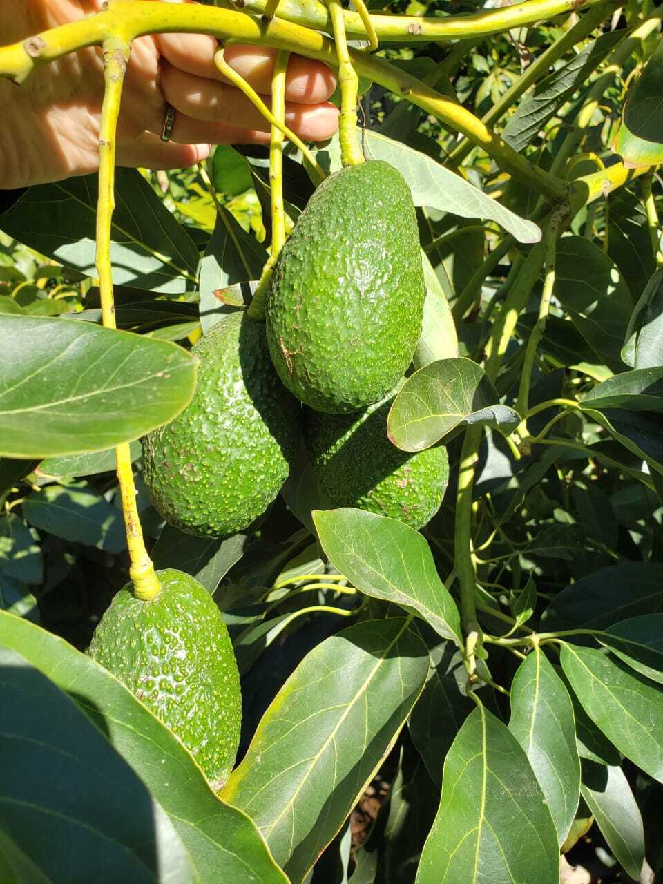 Avocado Offers From Chile - Tridge