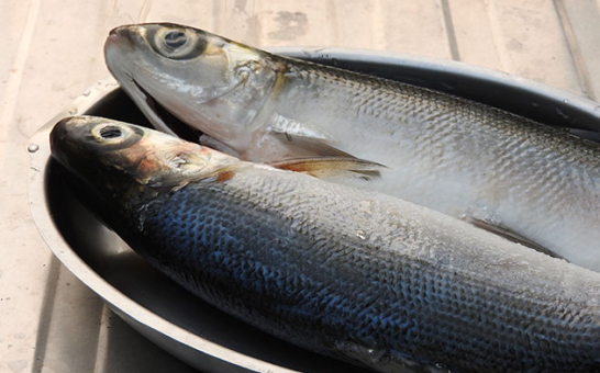 Frozen Whole Milkfish Offers From Taiwan