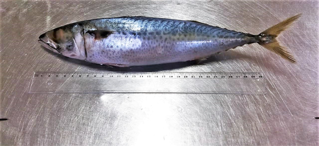 Frozen Common Mackerel Offers From Morocco