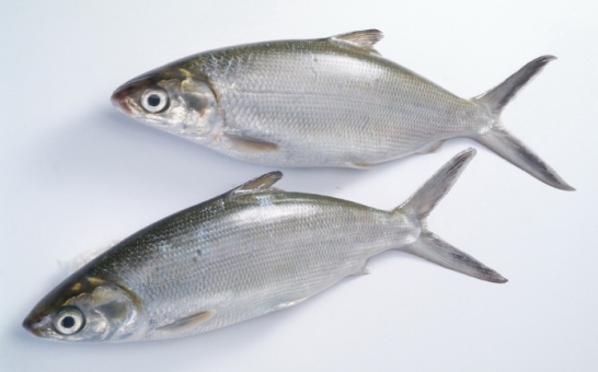 Frozen Whole Milkfish Offers From Taiwan