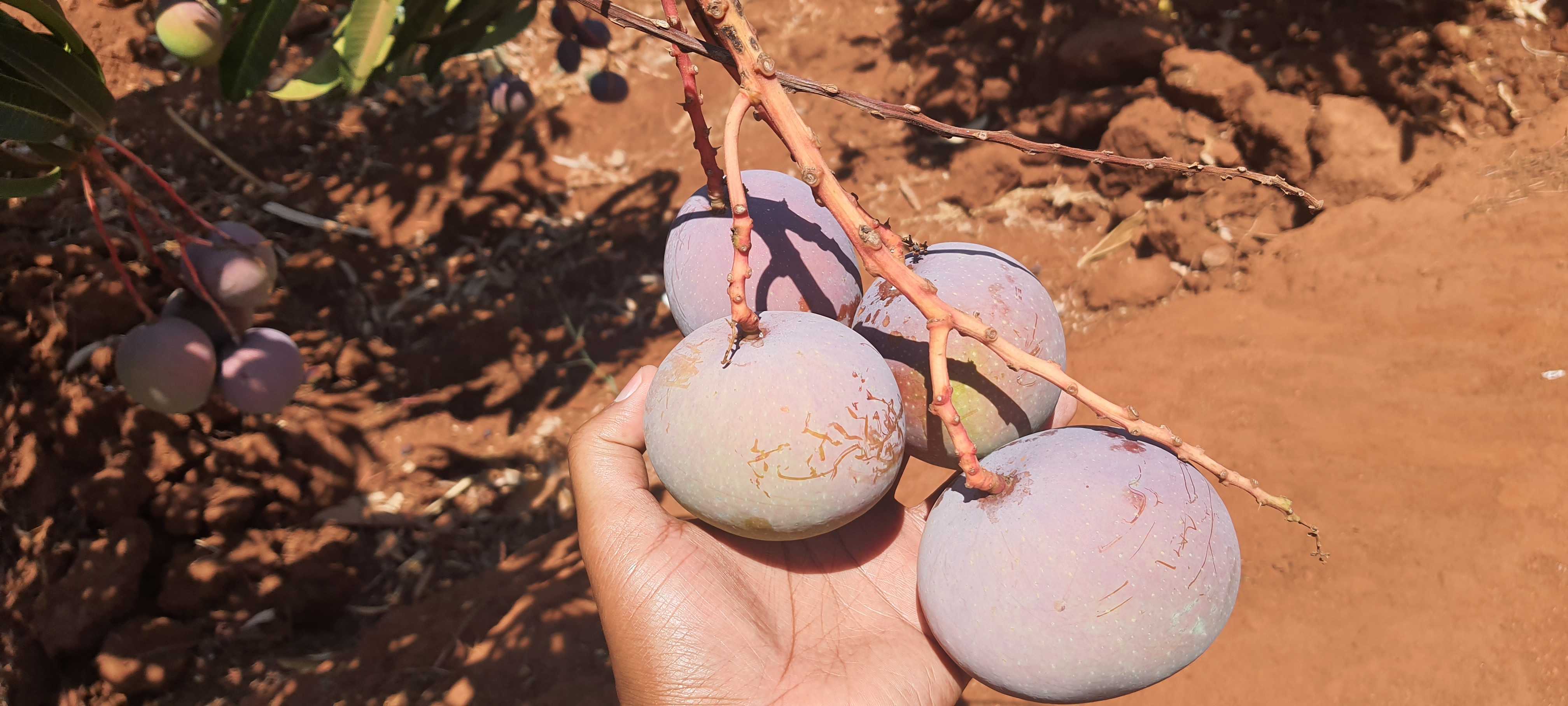 Fresh Mango Offers From Kenya - Tridge