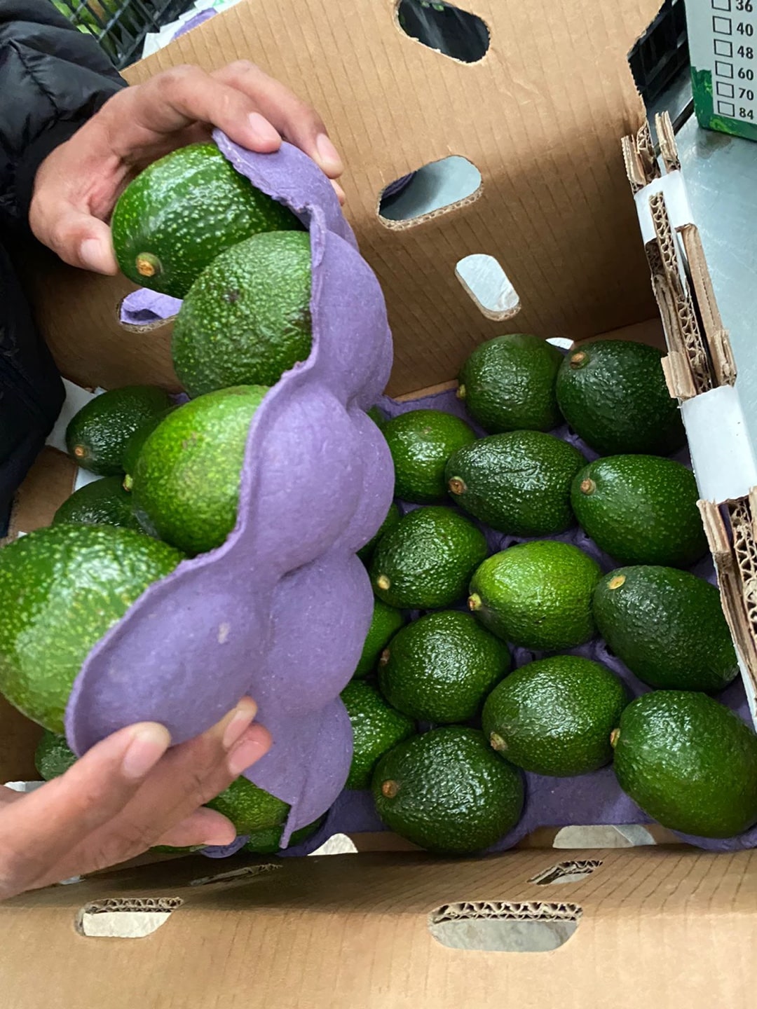 Avocado Offers From Mexico - Tridge