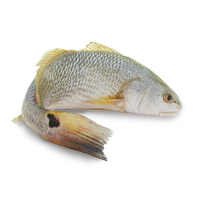 Redfish Fishing and Exports in Germany: Quality and Price Comparisons ...
