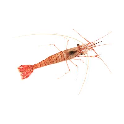 Guides - Common Prawn - Tridge