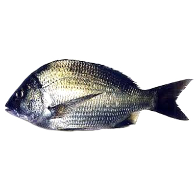 가이드 - Baronang Fish - Tridge