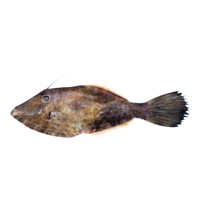 Entreprises d'importation et importateurs de Poissons-bourses en/au(x ...