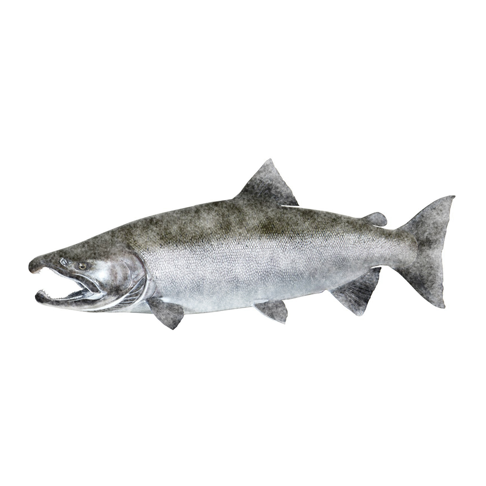 Abundance and Lower Prices Forecasted for 2023's Coho Salmon Season in ...