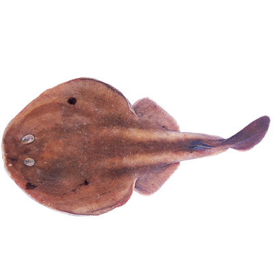 Guías: Narke Japonica - Tridge