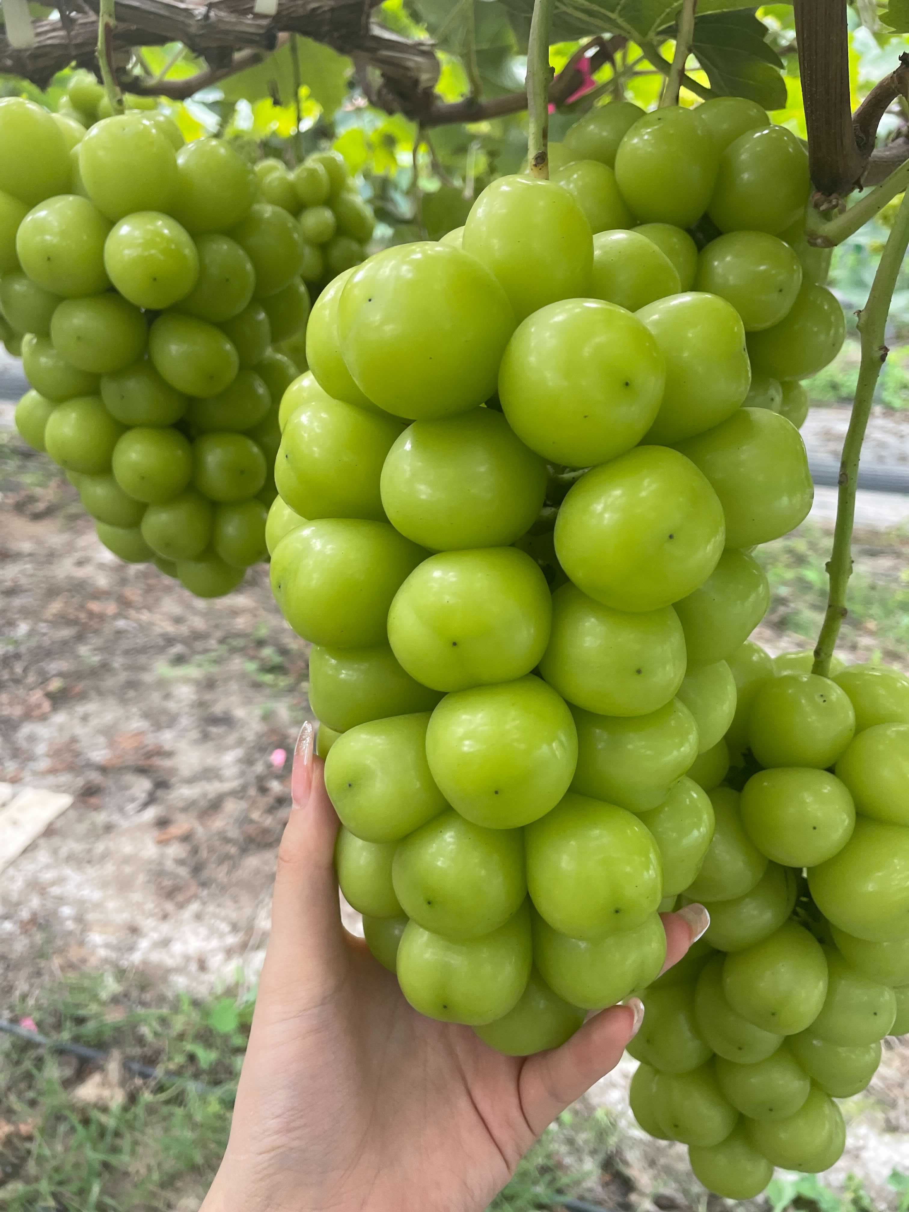 Chinese Shine Muscat Planting Technology Increases Competitiveness in ...