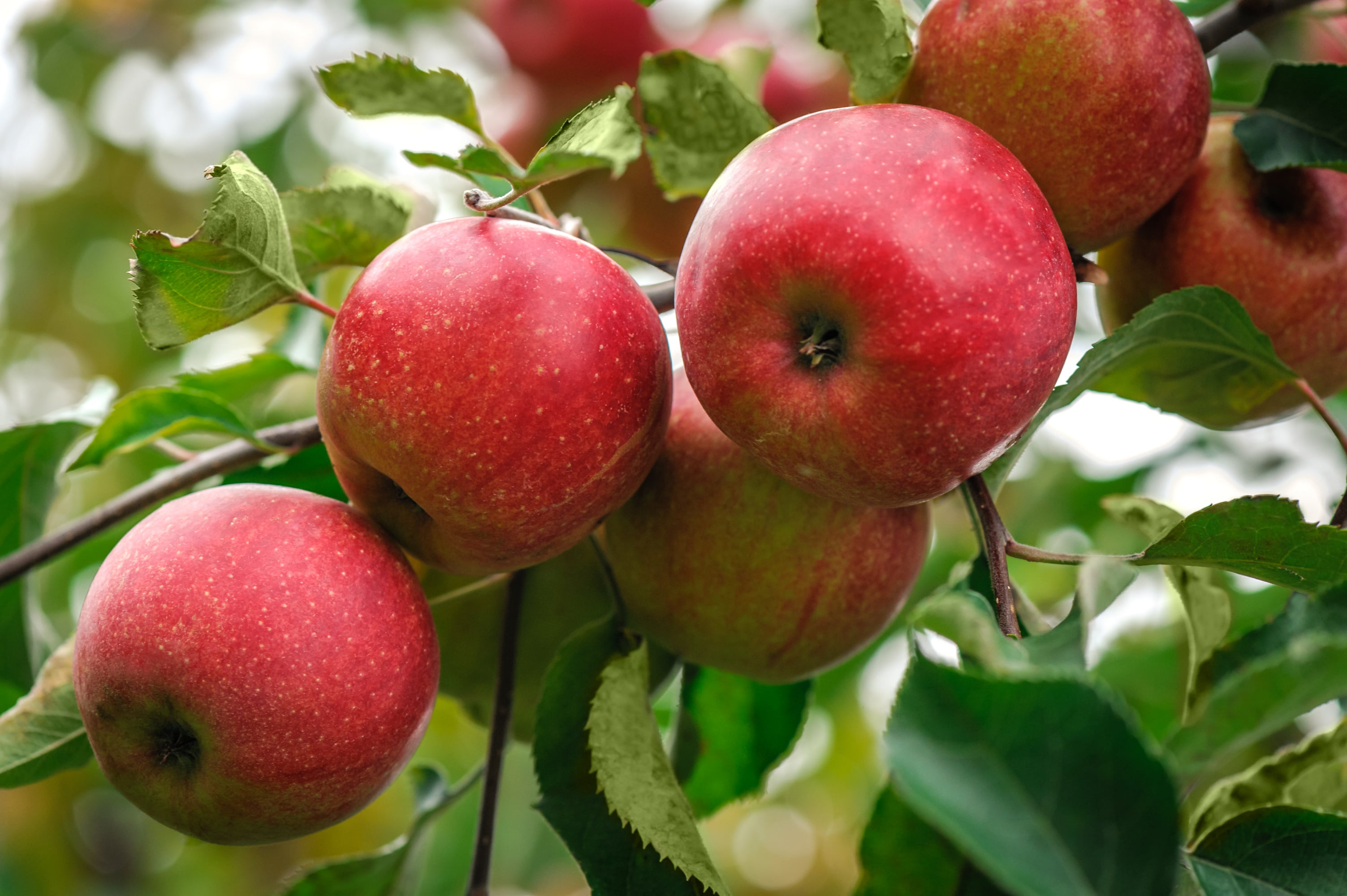 Polish apples to overtake Italy in Egypt's imported apple market