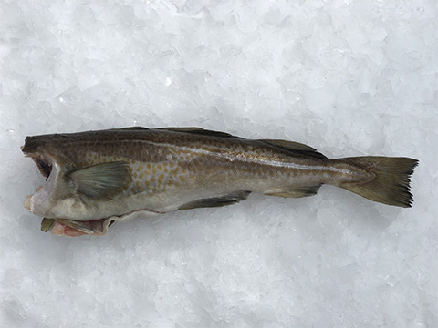 How to Process a HG Cod Fish
