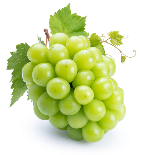 Increasing output of sunshine muscat in China - Tridge