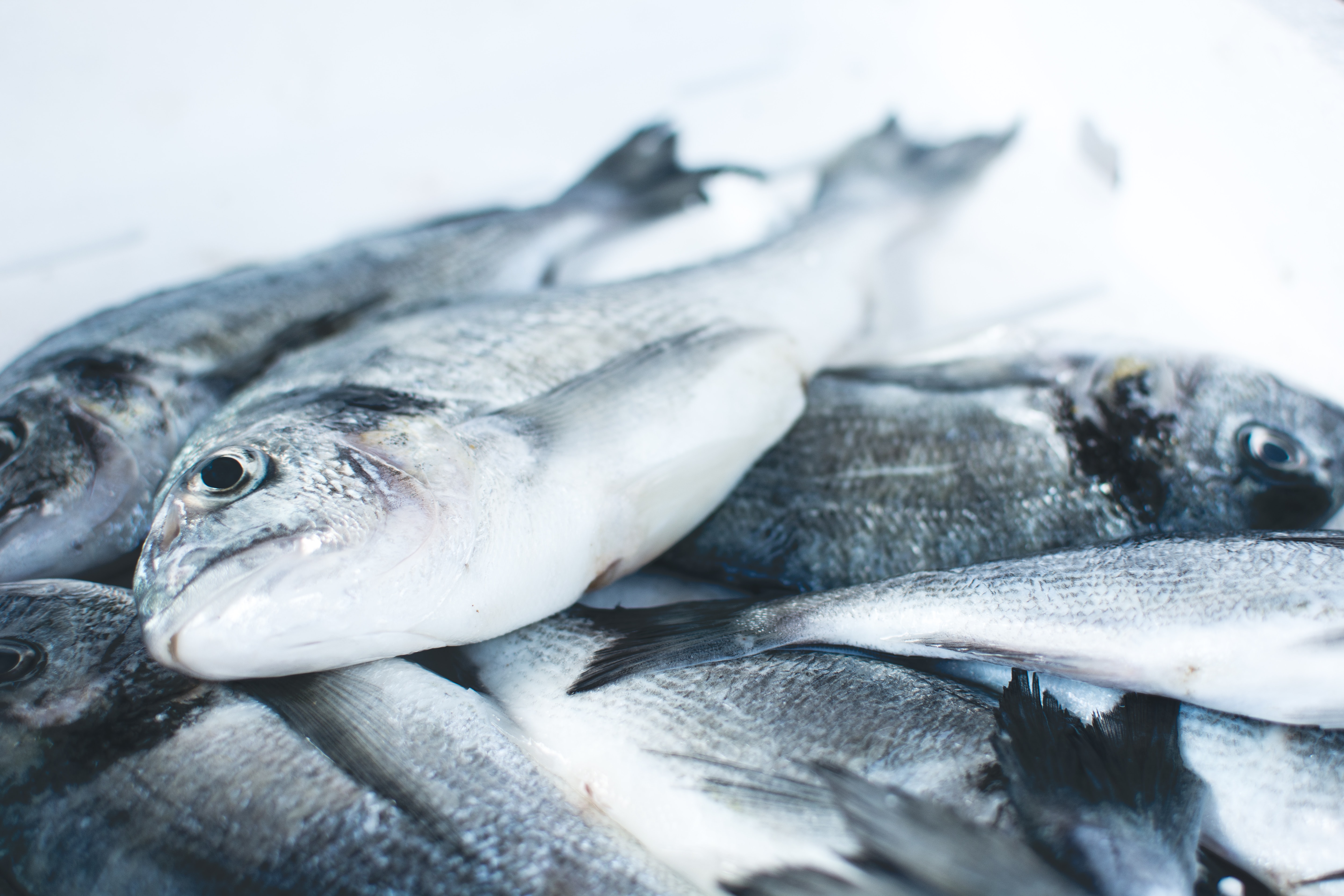 High Vietnamese Basa Fish Import Volume in China Until October 2022 ...