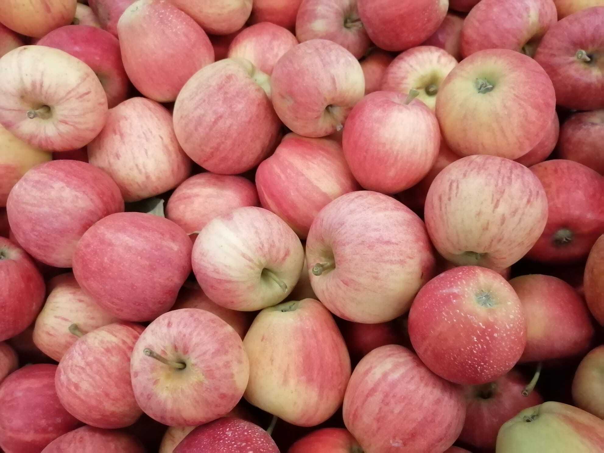 First Batch of Portugal’s Royal Gala Apples Did Not Achieve Desired ...