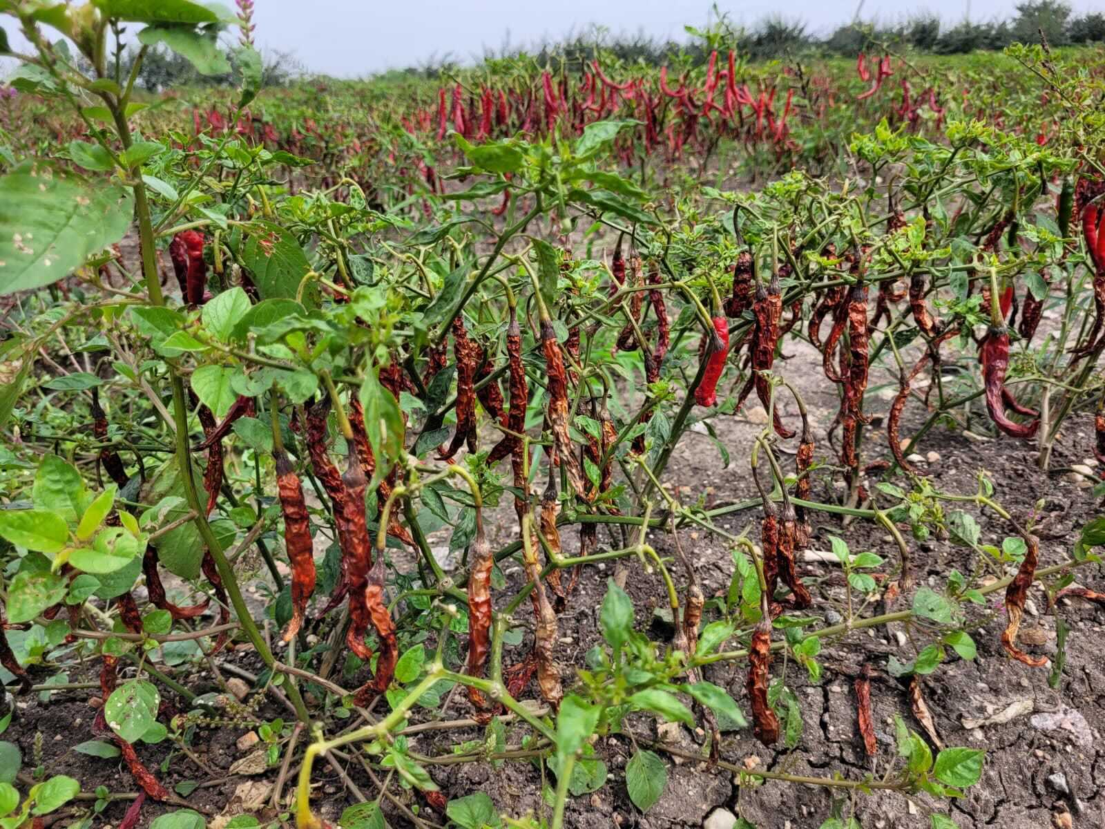 Rising red peppers price due to Rain damage