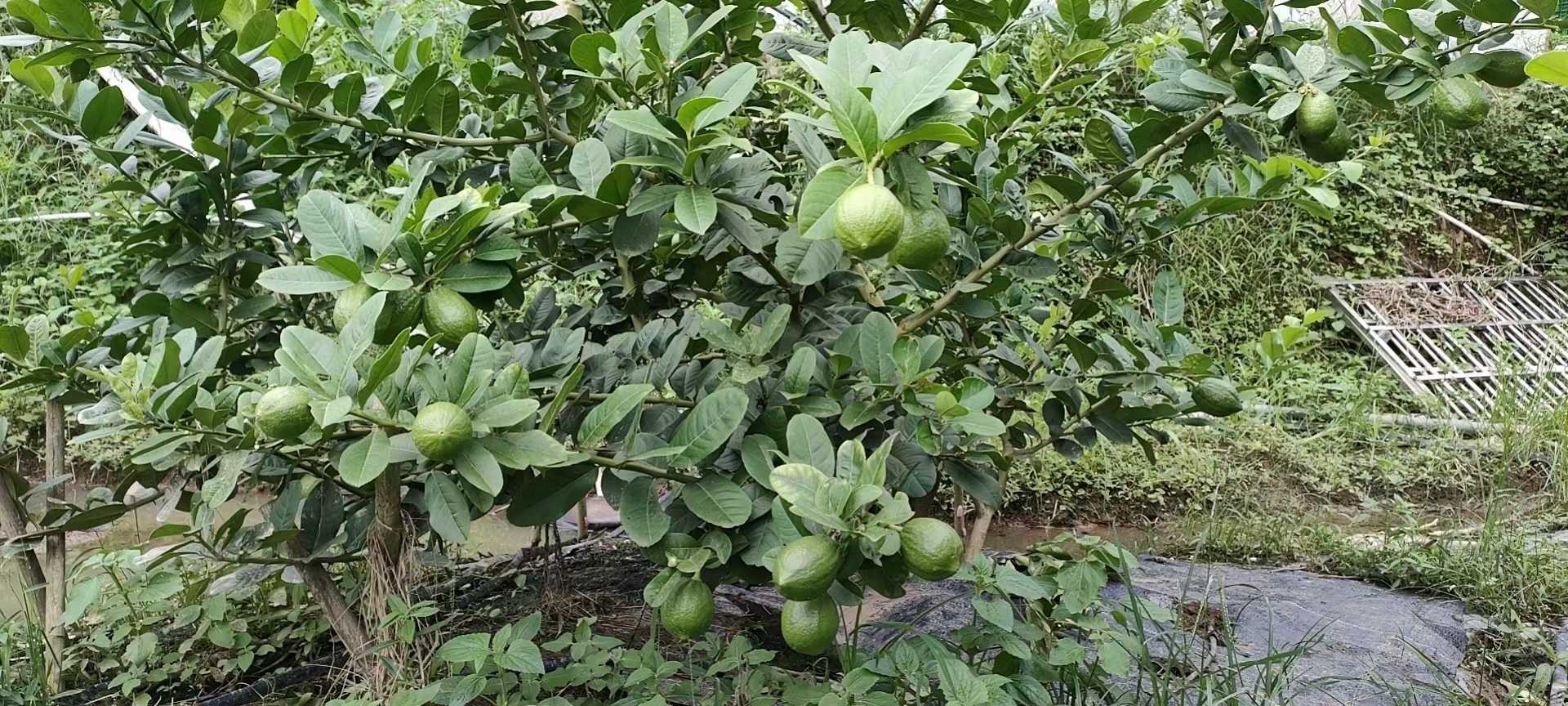 A lemon variety called Citron, can bear fruit all year round - Tridge