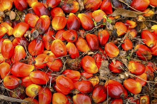 W47 Palm Oil Update: Fluctuations in Palm Oil Futures, Challenges in ...