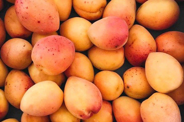 W8 Mango Update: Costa Rican Mangoes in High Demand Amidst Peruvian ...