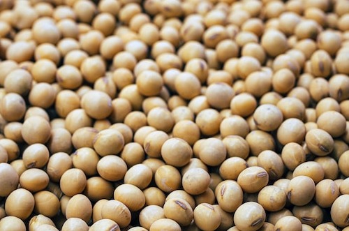 W34 2024: Soybean Weekly Update