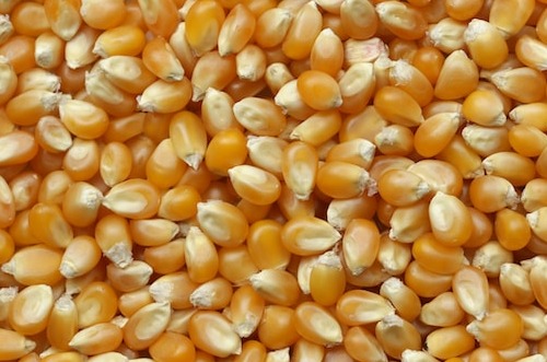 W25 2024: Maize Weekly Update