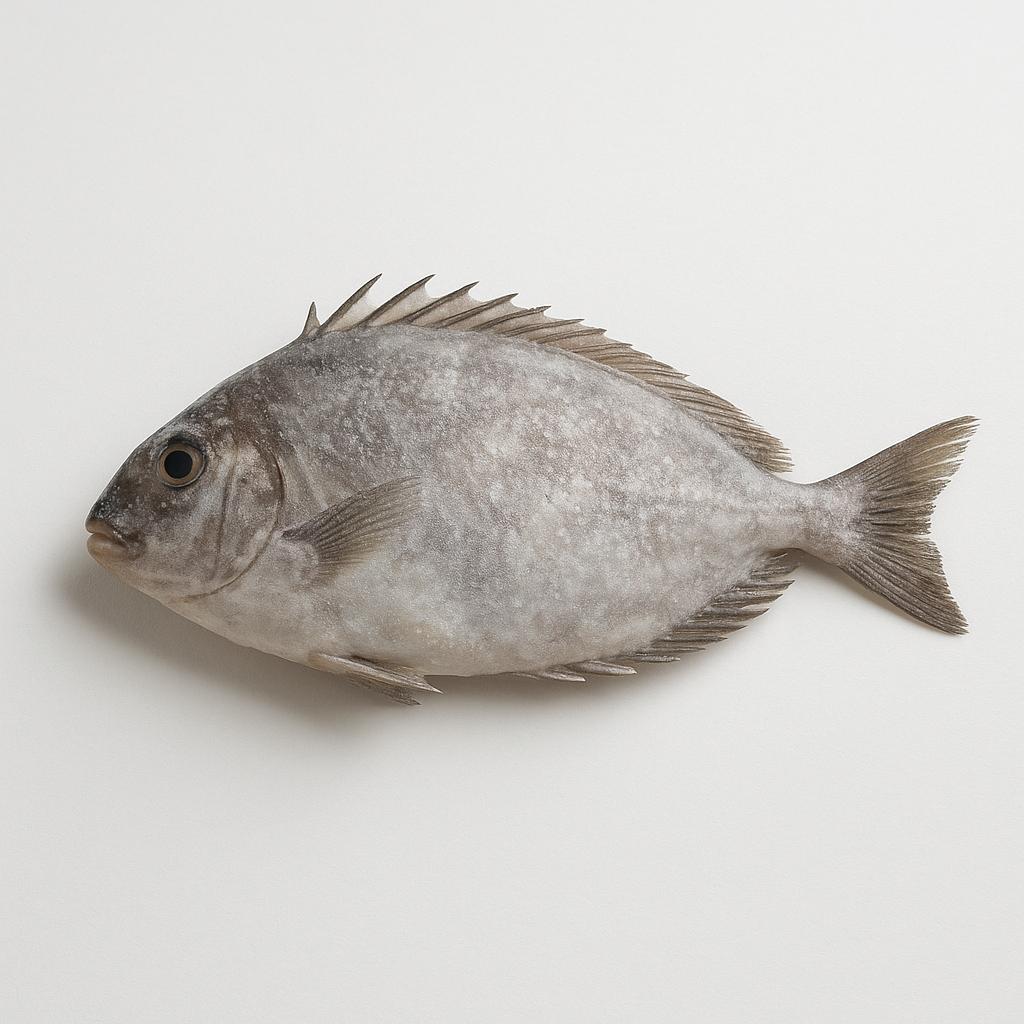 Frozen Rabbitfish Price in Hong Kong | Tridge
