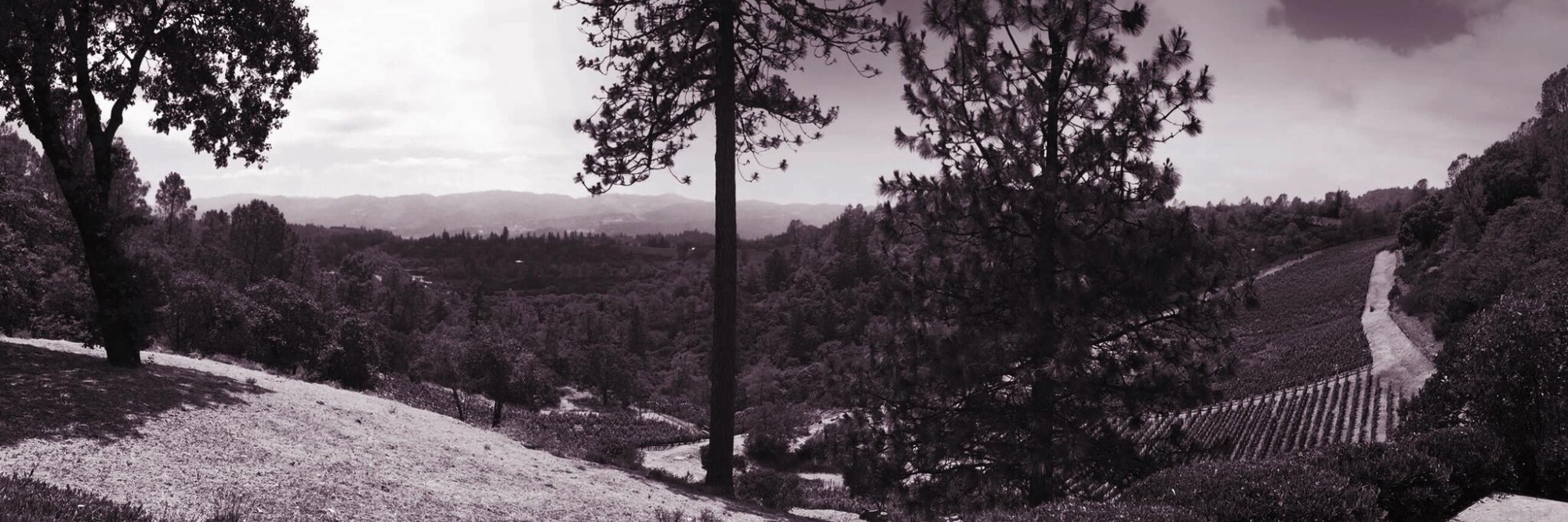 Outpost Wines, United States - Find Suppliers | Tridge