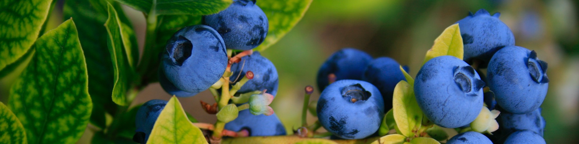 Peruvian blueberry exports to reach record volume in 2021 - Tridge
