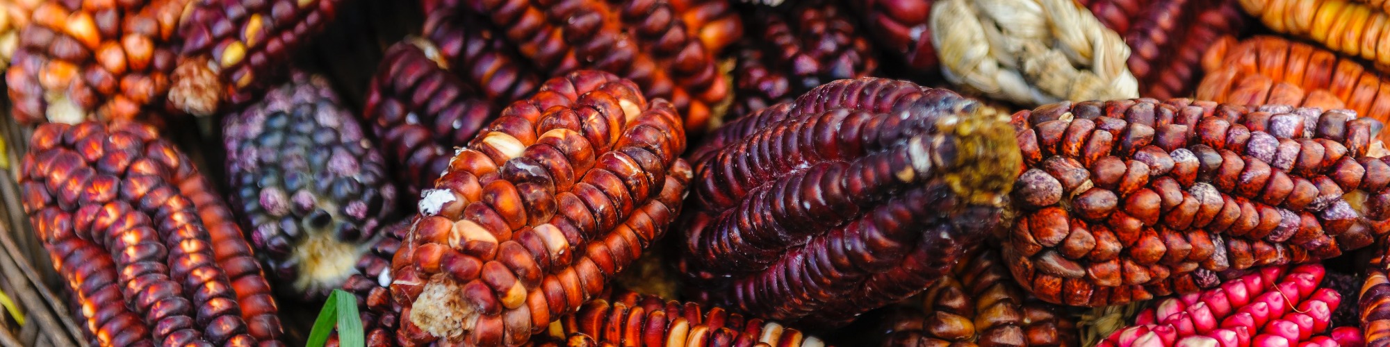 Peruvian Purple Corn, A Growing Industry - Tridge