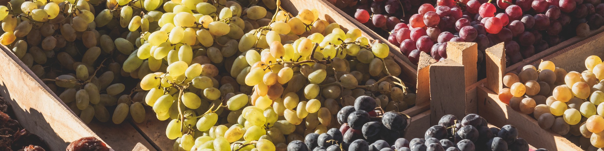 Overview of the Chilean Grape Season - Tridge