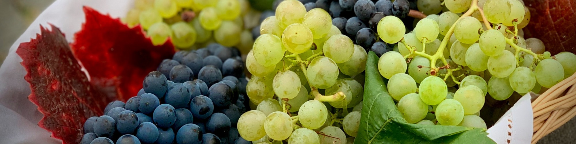 South African Table Grape Industry Wrap Up 2022 Harvest - Tridge